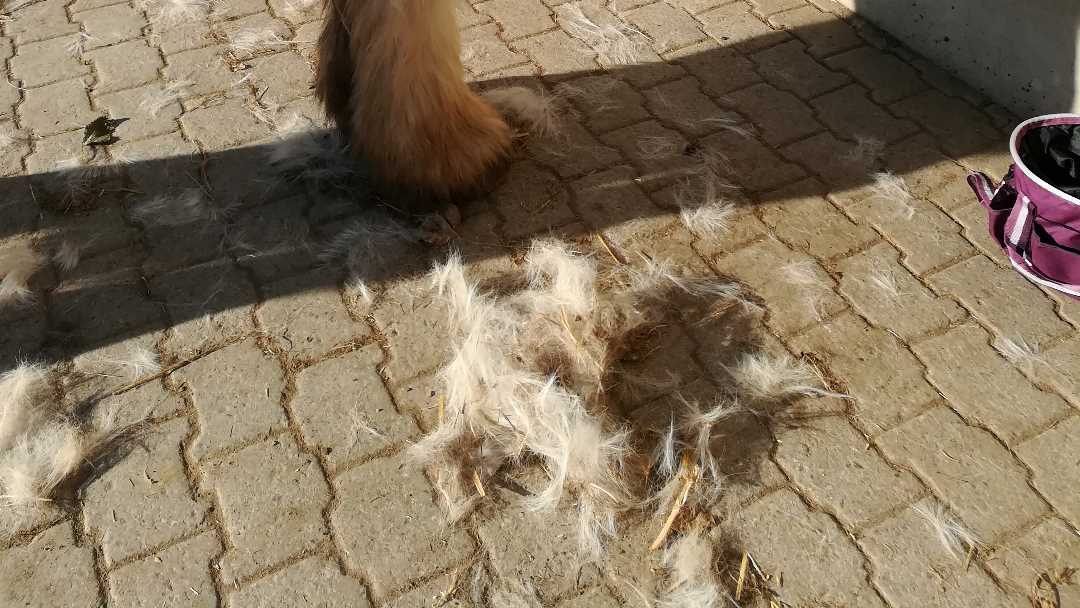 Définition : la mue du cheval, c'est quoi au juste ? | Equiwiki